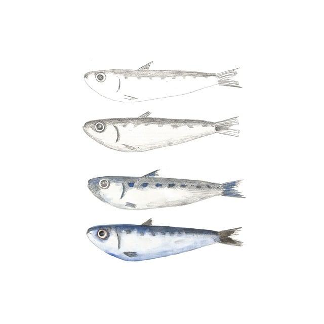 How To Make Bangus Sardines: Homemade Recipe » TheNaturalLivingSite.com