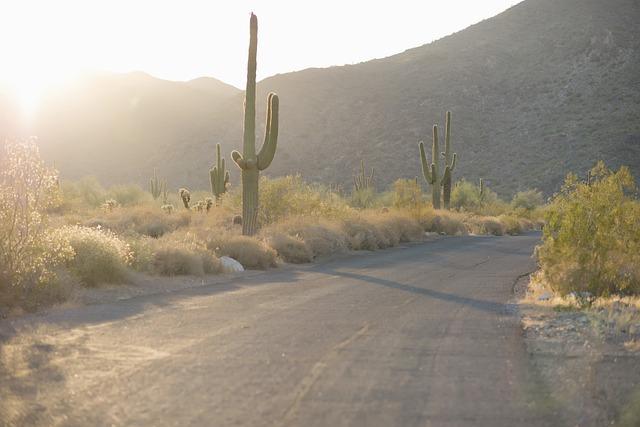 How To Get Herba Mystica For Saguaro? A Comprehensive Guide ...