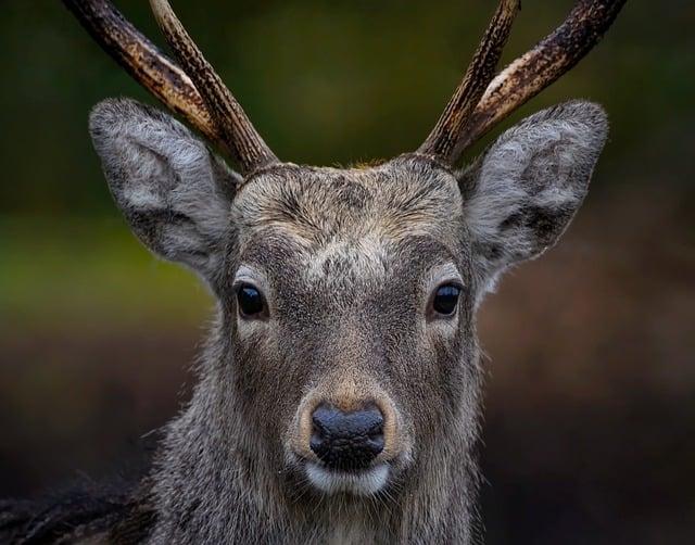 How To Preserve Deer Velvet: Essential Tips For Hunters ...