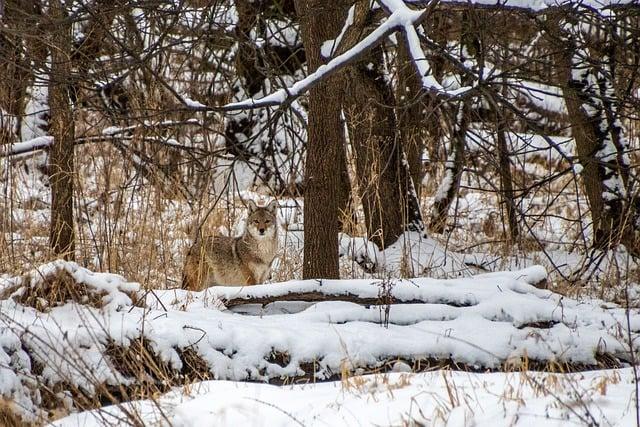 How To Preserve A Coyote Hide: Step-by-Step For Perfect Results ...